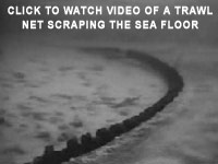 Bottom trawling more damaging to sea floor than all other human ...